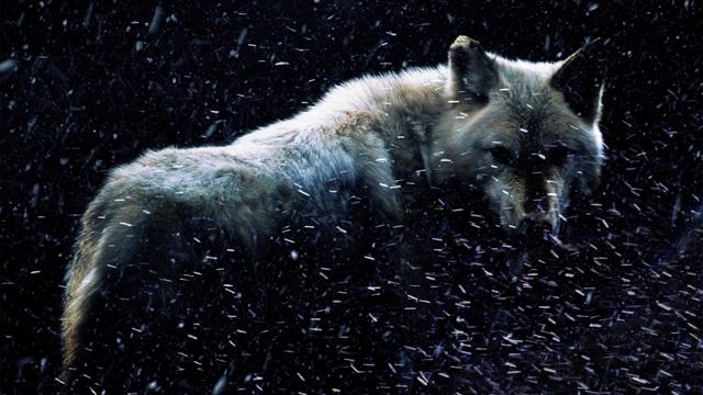 Dire wolves explained