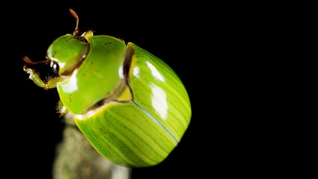 Bright Green Insect With Wings