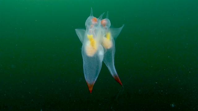 Rare Video Shows Sea Angels' Graceful Mating Dance