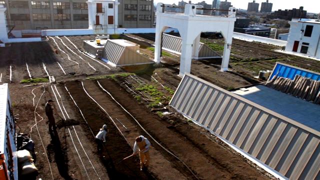 Farming on a Rooftop