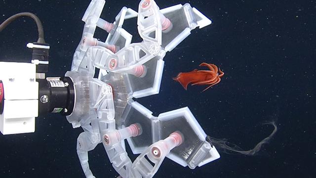 New Origami Robot Handles Sea Creatures With a Softer Touch