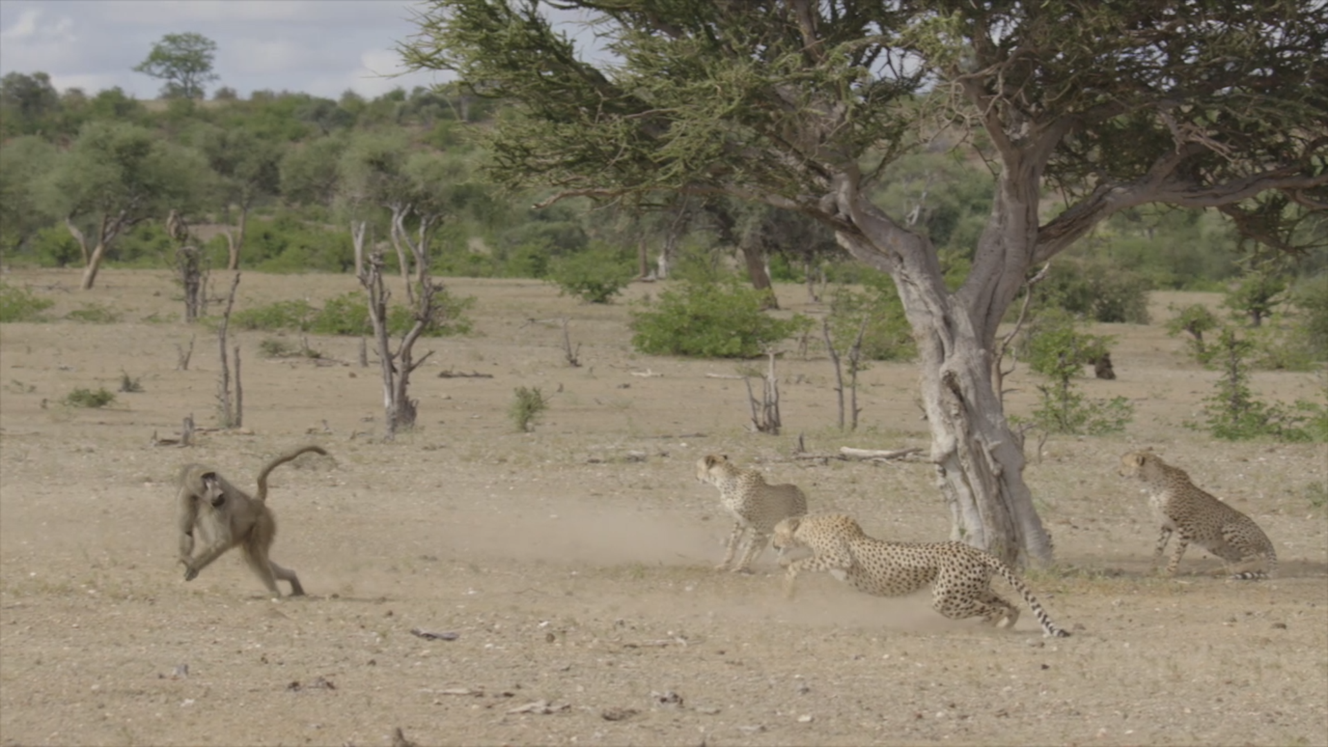 Baboon VS Cheetah