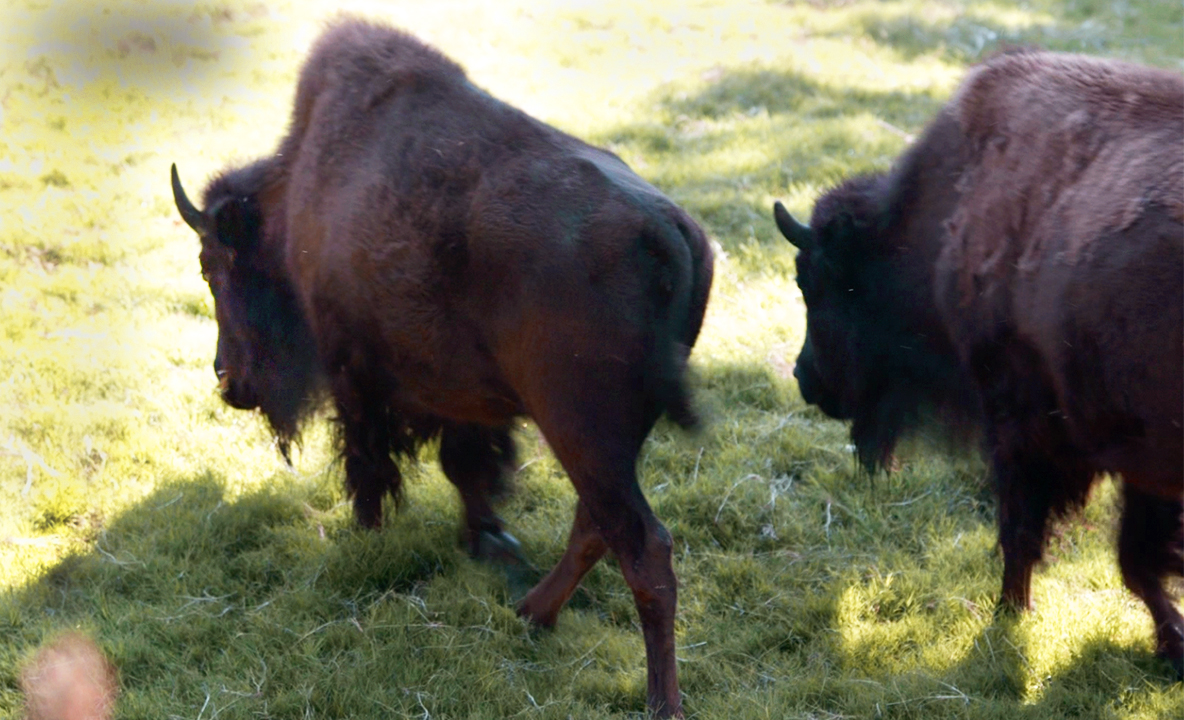 Bison Charge Into National Zoo: "First" Animal Returns
