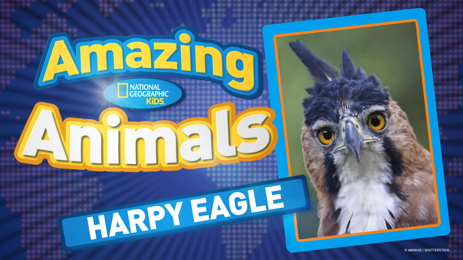 Ribbon Tailed Harpy Wallpaper