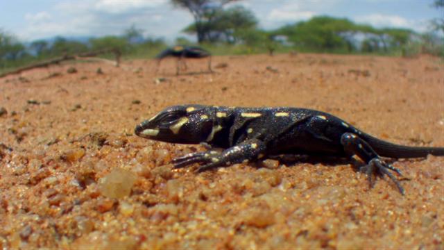 Lizard Mimics Spitting Beetle