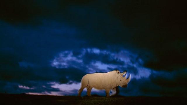 National Geographic Image Collection