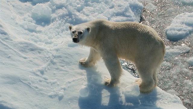 Polar Bear Encounter in Canada’s High Arctic
