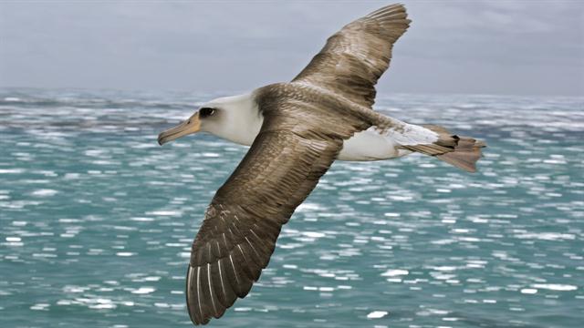 NG Live!: Wings of the Albatross