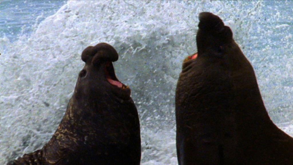 Elephant Walrus Fighting