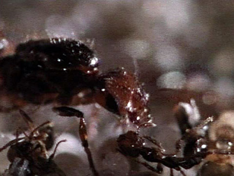 Fire Ant Anatomy