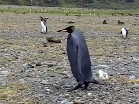Black Penguin